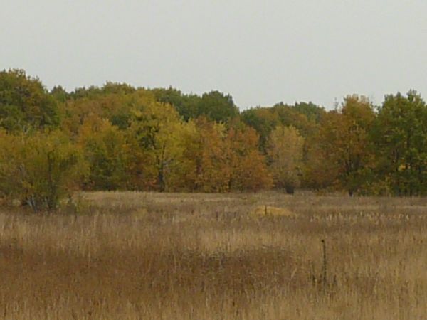 forest side view texture 0011 - Texturelib